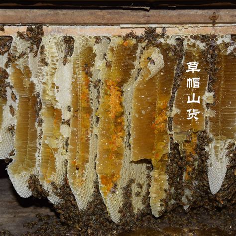土蜂蜜纯农家天然自产百花蜜深山中华土蜂蜜成熟原蜜500克 虎窝淘