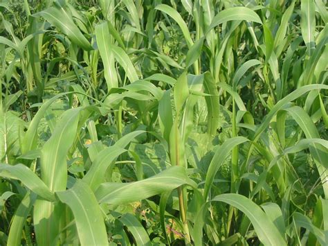 Summer Forage Crop Options