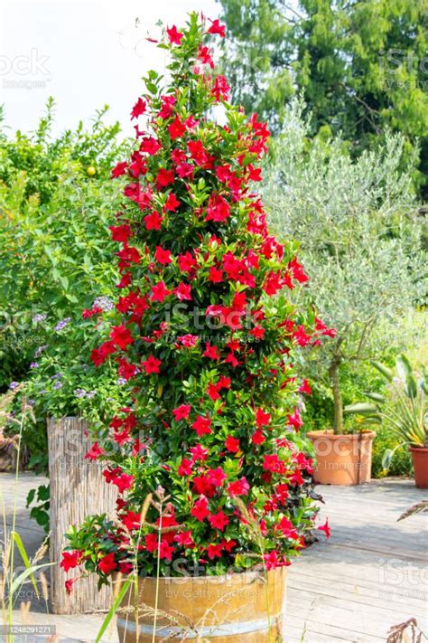 Flowering Vines Most Suitable To Florida Climate PlantNative Org