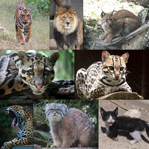 Grouping Animals Ks2 Y4 Science Lesson Resources Oak National Academy