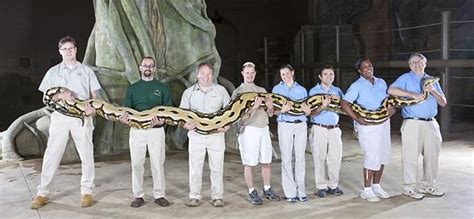Reticulated Python Python Reticulatus