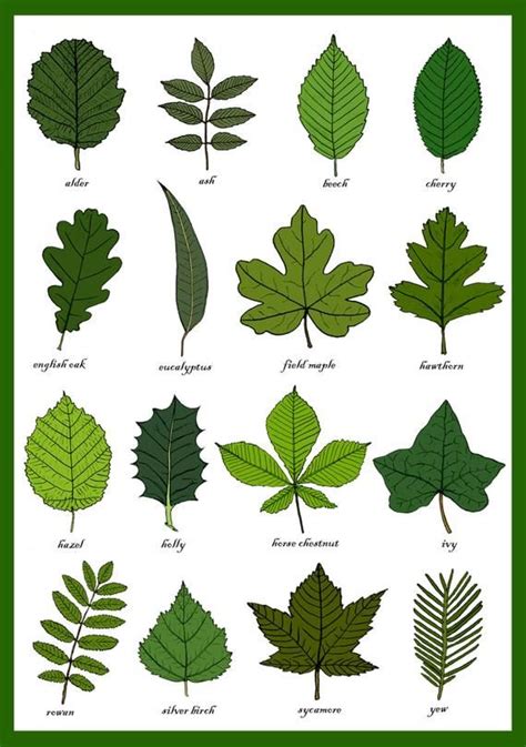 Leaves Greetings Card Leaf Identification Chart Plant Etsy Tree Leaf Identification Leaf