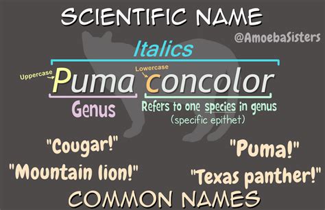 Scientific Naming Binomial Nomenclature Comic Science With The Amoeba Sisters