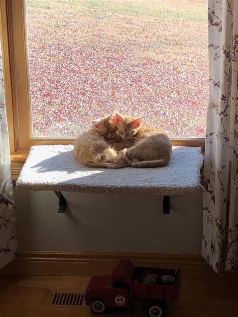 Sam And Liz R Bondedpairs