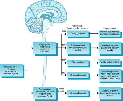 Organization Of The Parasympathetic Division Of The Ans Diagram Quizlet