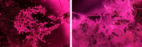 Geographic Origin Determination Of Ruby Gems Gemology