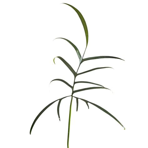 Philodendron Tortum Vs Polypodioides Facts And Id Guide Philodendron