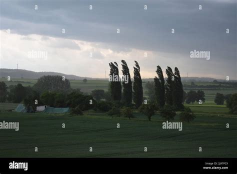 Tree Storm Bending Hi Res Stock Photography And Images Alamy