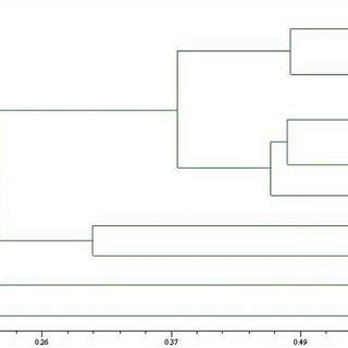 Upgma Cluster Analysis Based Dendrogram Depicting Genetic Relationships Download Scientific