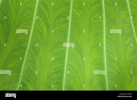 Structure Of A Leaf Hi Res Stock Photography And Images Alamy