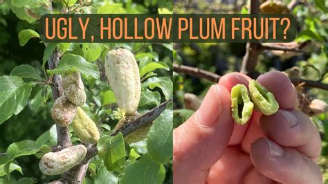 Diseases Of Plum Trees