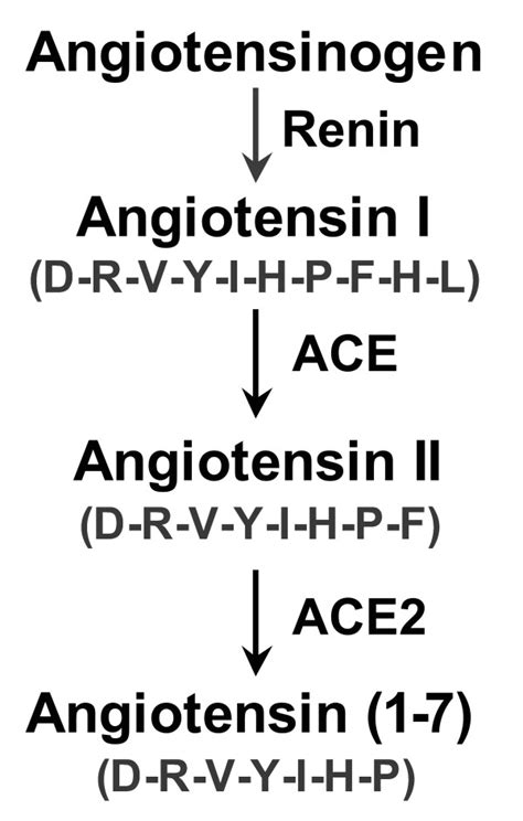 Sex Differences In Renal Angiotensin Converting Enzyme 2 Ace2 Activity Are 17β Oestradiol