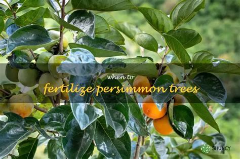 Unlock The Secret To A Healthy Persimmon Tree Learn When To Fertilize Shuncy