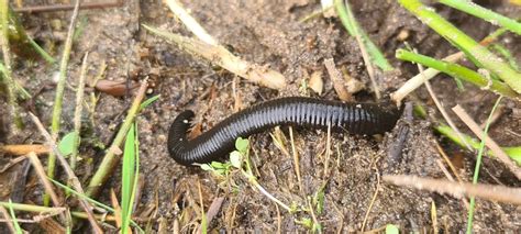 Large Leech Alert North Sutherland Wildlife Group