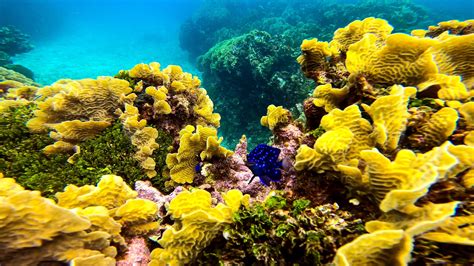 Couple Of Coco Nuts R Scuba