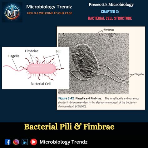 What Is Bacterial Pili And Fimbriae Microbiology Trendz Posted On