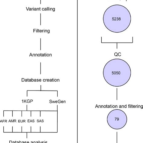 workflow overview for database generation and clinical analysis a download scientific