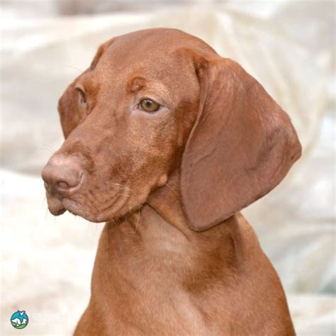Hungarian Vizsla