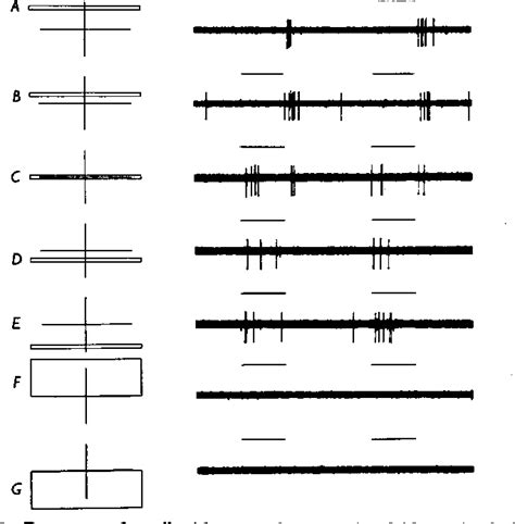 Table 2 From Cat Visual Cortex 107 The Somatic Sensory Cortex Of The