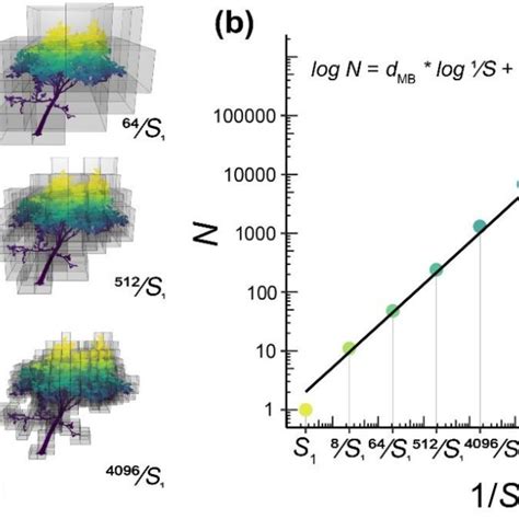 Schematic Representation Of Artificial Forest Stands Using The Leaf On Download Scientific