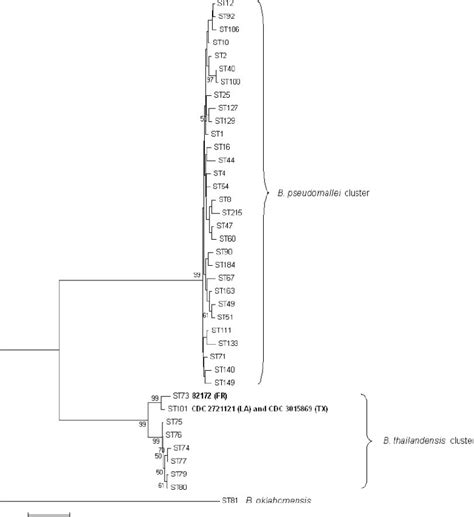 Multilocus Sequence Typing The Neighbor Joining Phylogenetic Tree Was