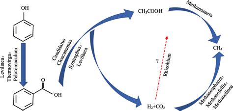 Phenol Degradation Pathway With Related Bacteria And Archaea Download