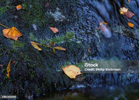 물이 흐르는 젖은 바위에 떨어진 단풍의 세부 사항 덴트 컴브리아 요크셔 데일스 국립 공원 영국 영국 0명에 대한 스톡 사진 및 기타 이미지 Istock
