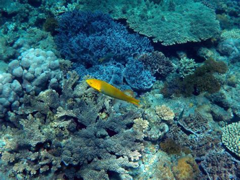 小笠原諸島一人旅5日目（最終日）：最後まで貪欲にツアーに参加、巨大亀に会える 一人旅および沖縄移住計画専門ブログ