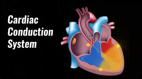 Cardiac Conduction System Animation