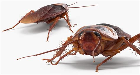 Cockroach Killer With Cockroach Collection 3d Model 89 3ds Obj