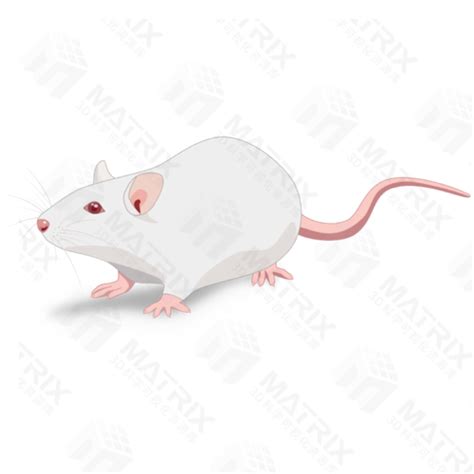 实验小鼠04 思斐迩3d科学模型素材库