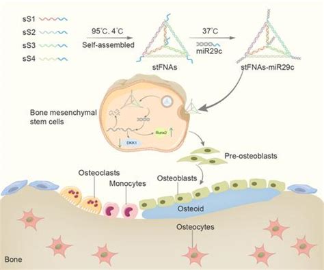 Microrna 29c Tetrahedral Framework Nucleic Acids Towards Osteogenic Differentiation Of