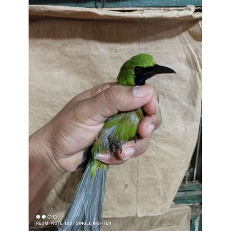 Jual Cak Ijo Nopeng Jantan Pilihan Shopee Indonesia