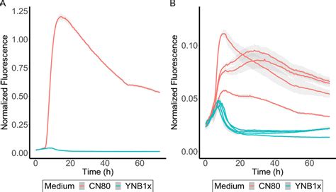 Fluorescence Of Strains Transformed With The 3877p Gfp Reporter Download Scientific Diagram