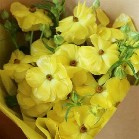 버터플라이 라넌큘러스 원모먼트