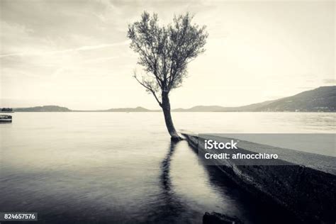 Lanskap Matahari Terbenam Dengan Pohon Di Latar Belakang Tenggelam Di