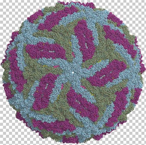 Zika Virus Transmission Electron Cryomicroscopy Electron Microscope