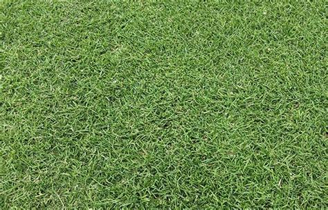 Couch Perth Roll On Lawn Turf Grass Perth Wa