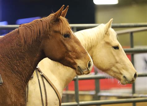 Colts Horses