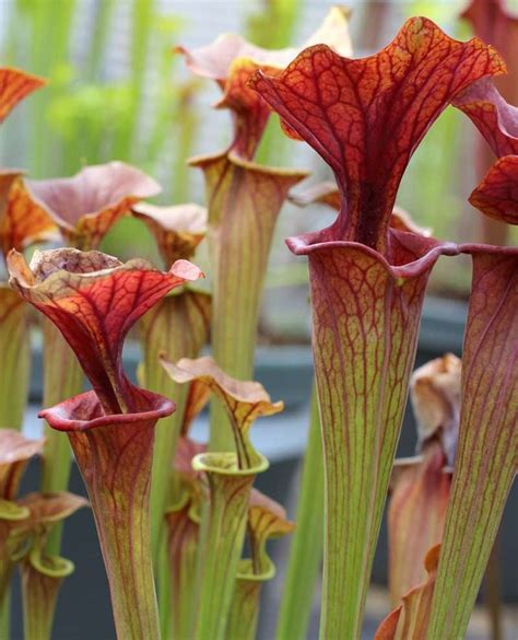 Sarracenia Psittacina Carnivorous Plant Resource