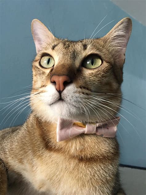 เหล่ท่อฝุด ๆ ฮะ ไข่เค็มเป็นแมวกระสัง หมี่ยำเป็นแมวกระสัง