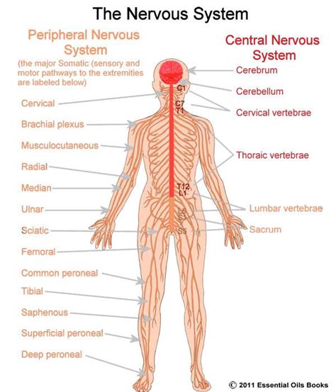 Nervous Coordination Cns Component Structure And Functions Of The