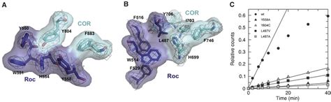 Gtpase Activity And Parkinson Mutations A B Atomic Model And