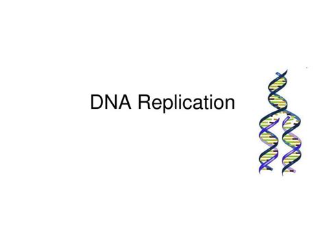 Ppt Dna Replication Powerpoint Presentation Free Download Id5316040