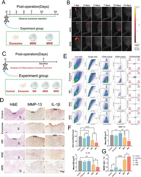 The Early Anti‐inflammatory And Immunoregulatory Effects Of The Mre Download Scientific Diagram