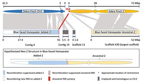 New Paper On Blue Faced Honeyeater Phylogeography And Neo Sex