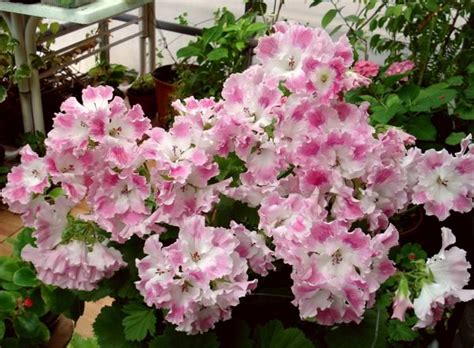 Пеларгонія герань 75 фото види догляд та вирощування