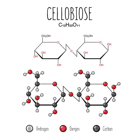 Premium Vector Cellobiose Representation Skeletal Formula And 2d