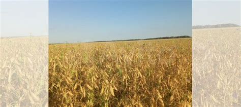 Семена гороха Софья рс1 купить в Орле Товары для дома и дачи Авито