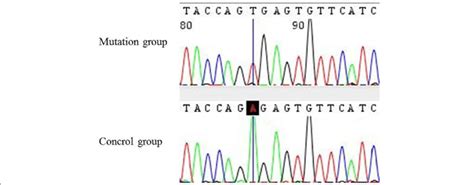 Results Of The Minigene Experiment Minigene Experiments Showed No